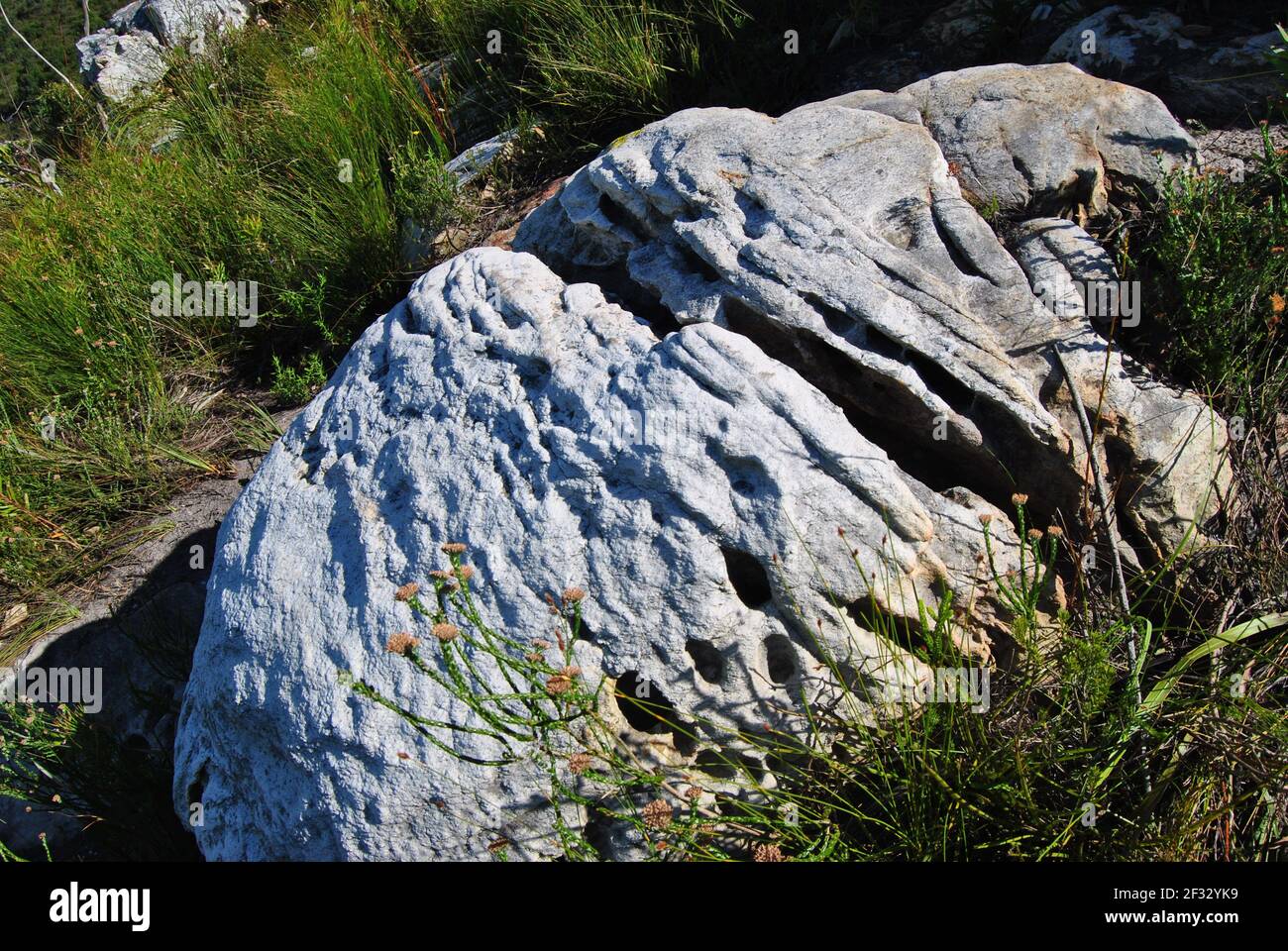 forest walk and exploration for different good shots of animals plants ...