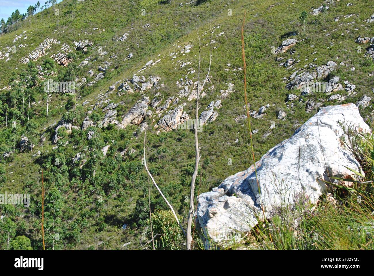 forest walk and exploration for different good shots of animals plants ...