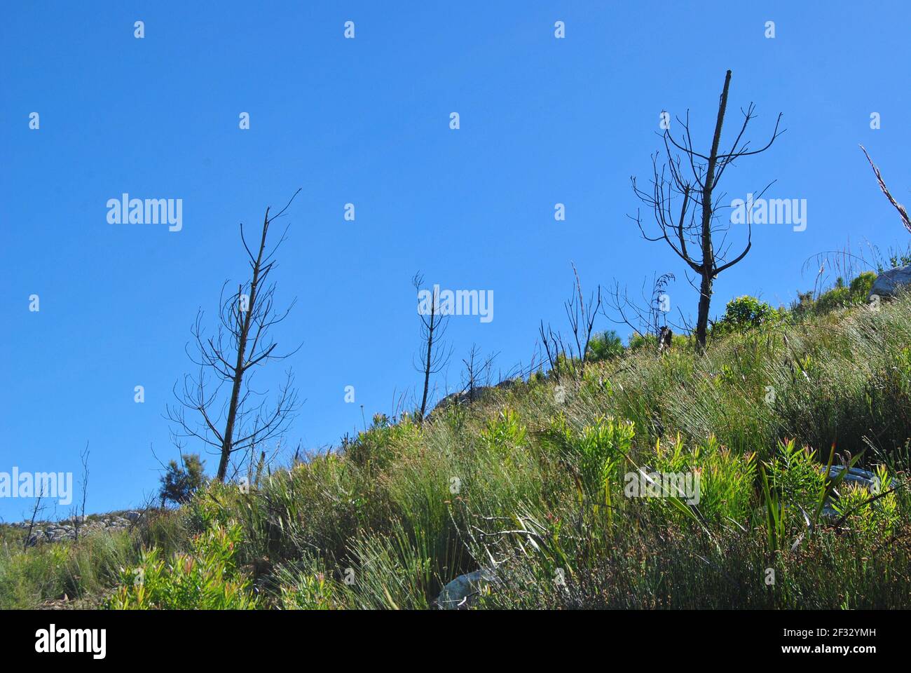 forest walk and exploration for different good shots of animals plants ...