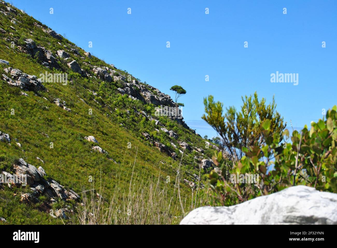 forest walk and exploration for different good shots of animals plants ...