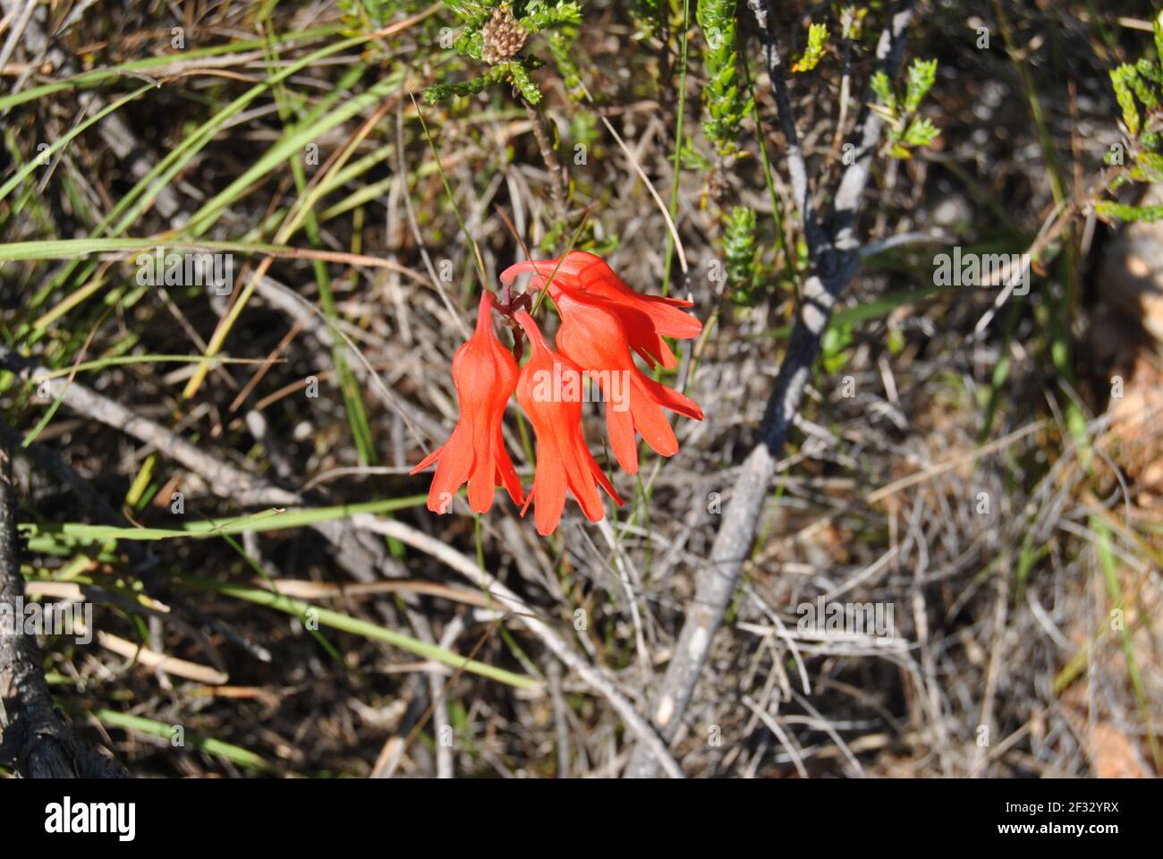 forest walk and exploration for different good shots of animals plants ...
