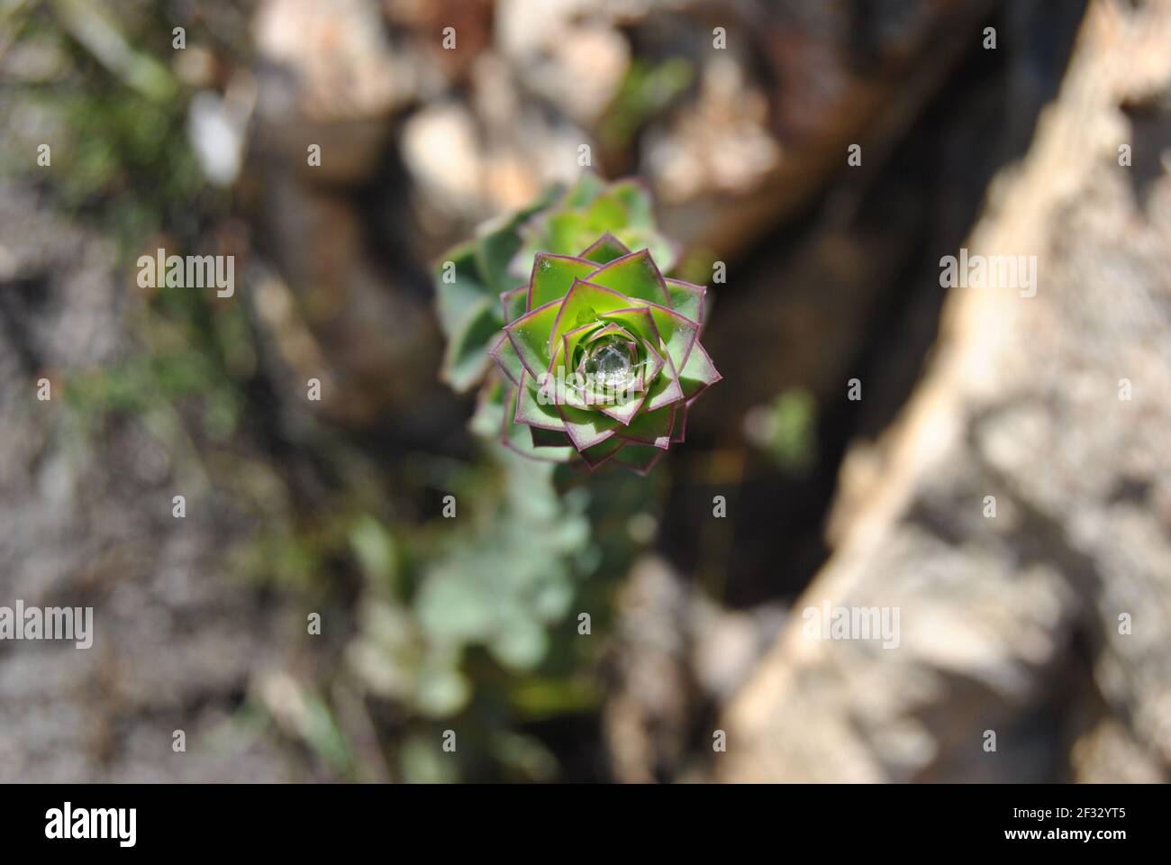 forest walk and exploration for different good shots of animals plants ...