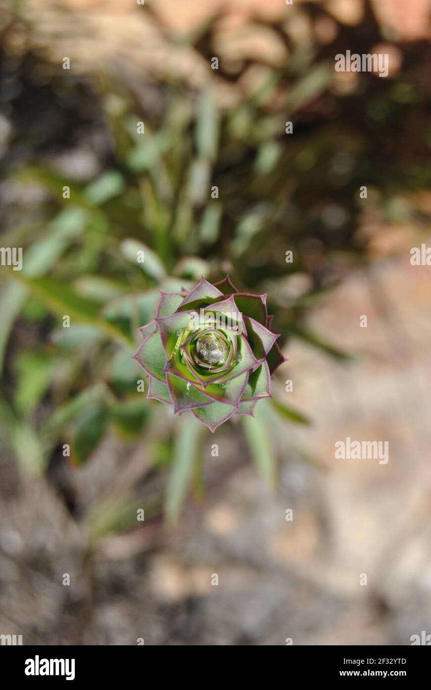 forest walk and exploration for different good shots of animals plants ...