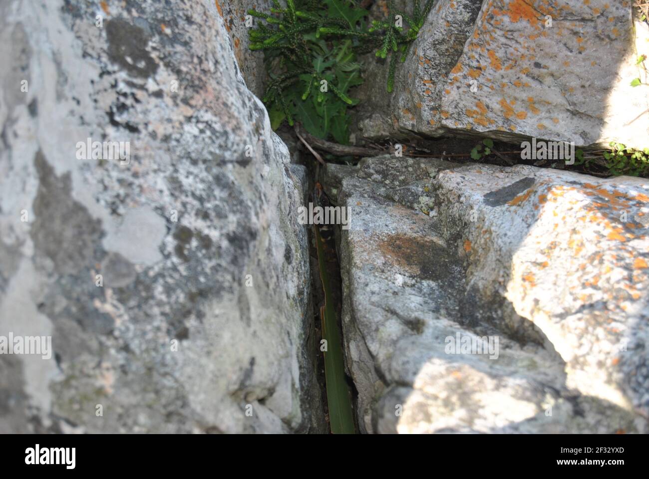 forest walk and exploration for different good shots of animals plants ...