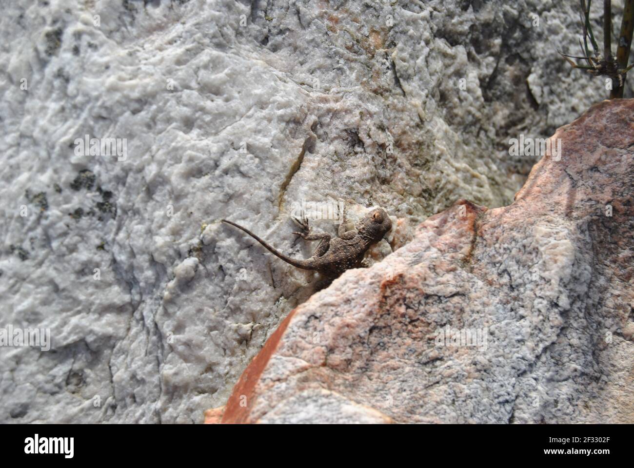 forest walk and exploration for different good shots of animals plants ...