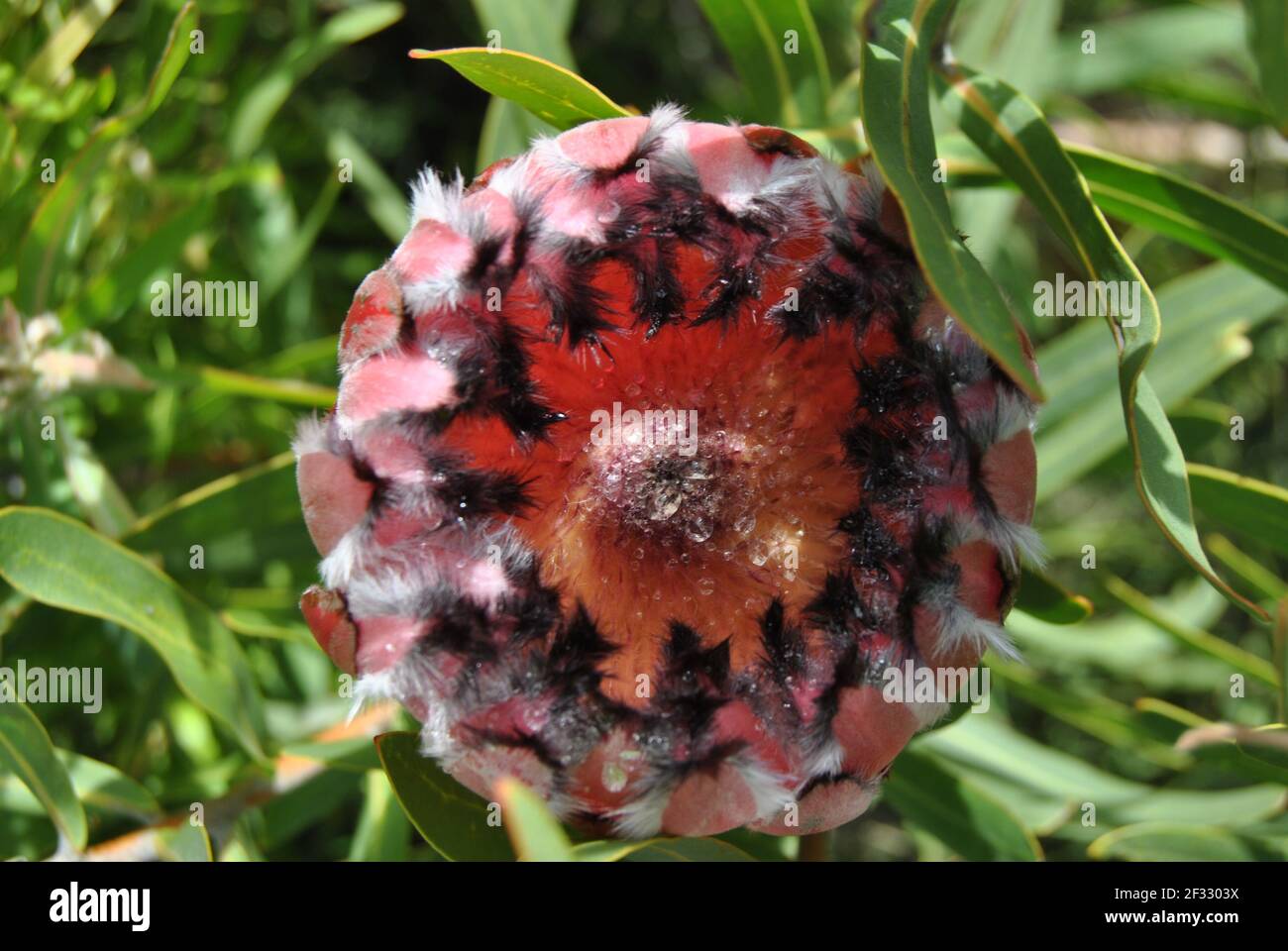 forest walk and exploration for different good shots of animals plants ...