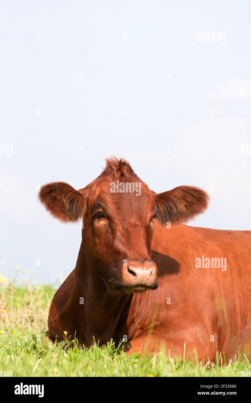 cow sleep outside in meadow. Happy cows in field with blue sky Stock ...