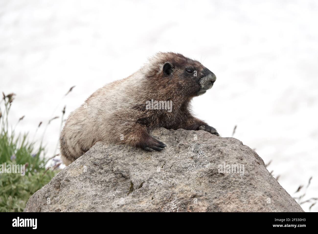 Marmota caligata cascandensis hi-res stock photography and images - Alamy