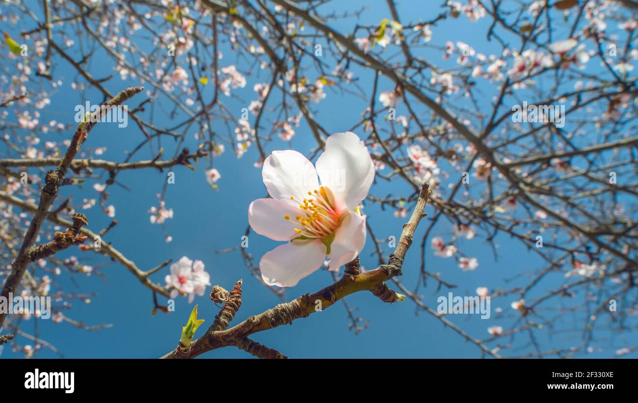 Almond tree flower hi-res stock photography and images - Alamy