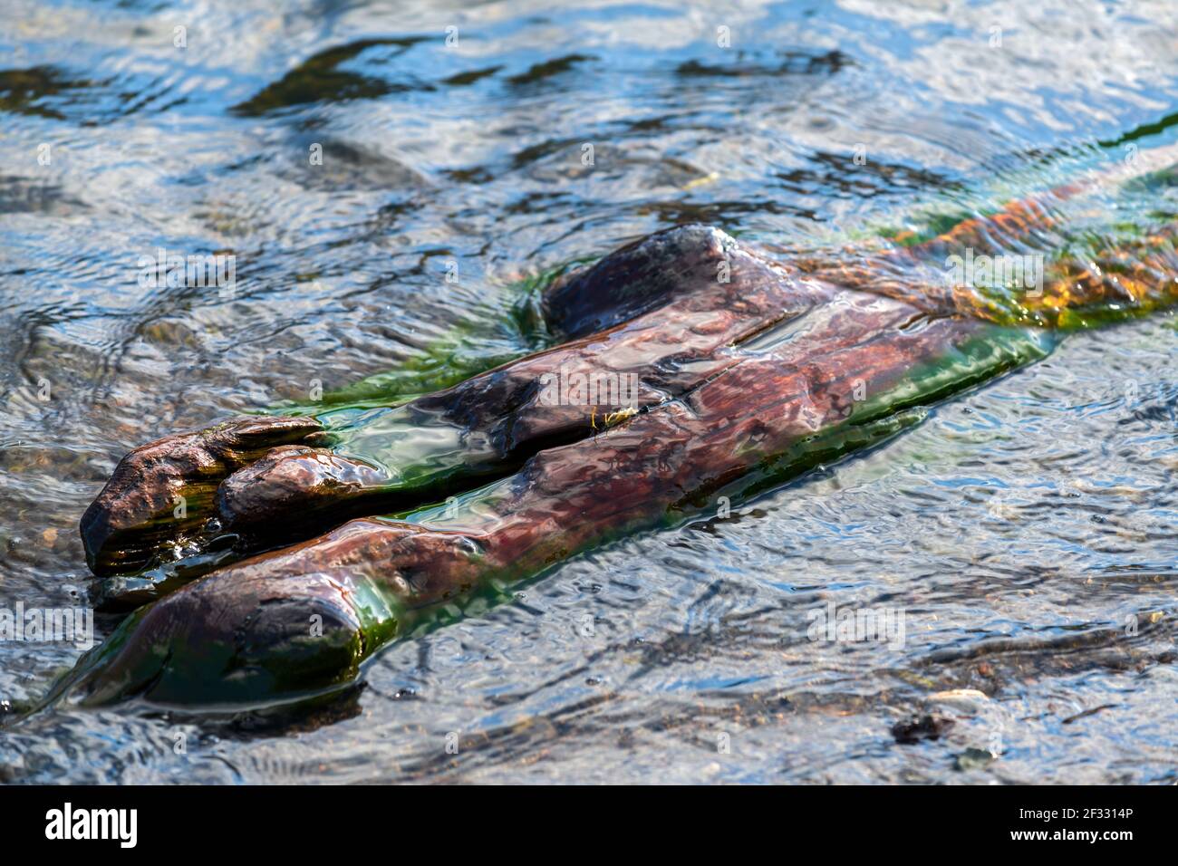 Wet logs are floating in a lake Stock Photo - Alamy
