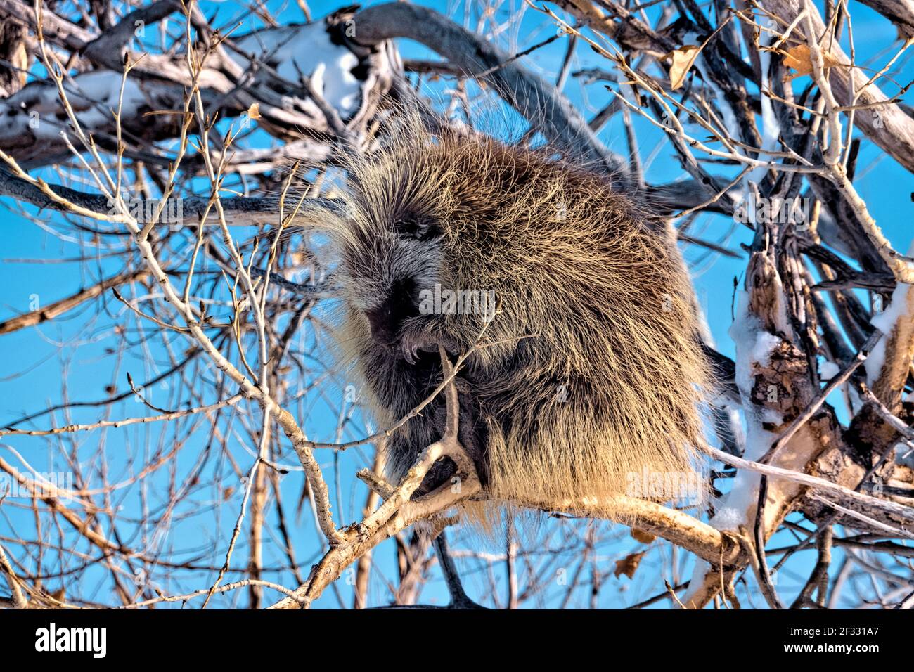 Porcupines erethizontidae hi-res stock photography and images - Alamy