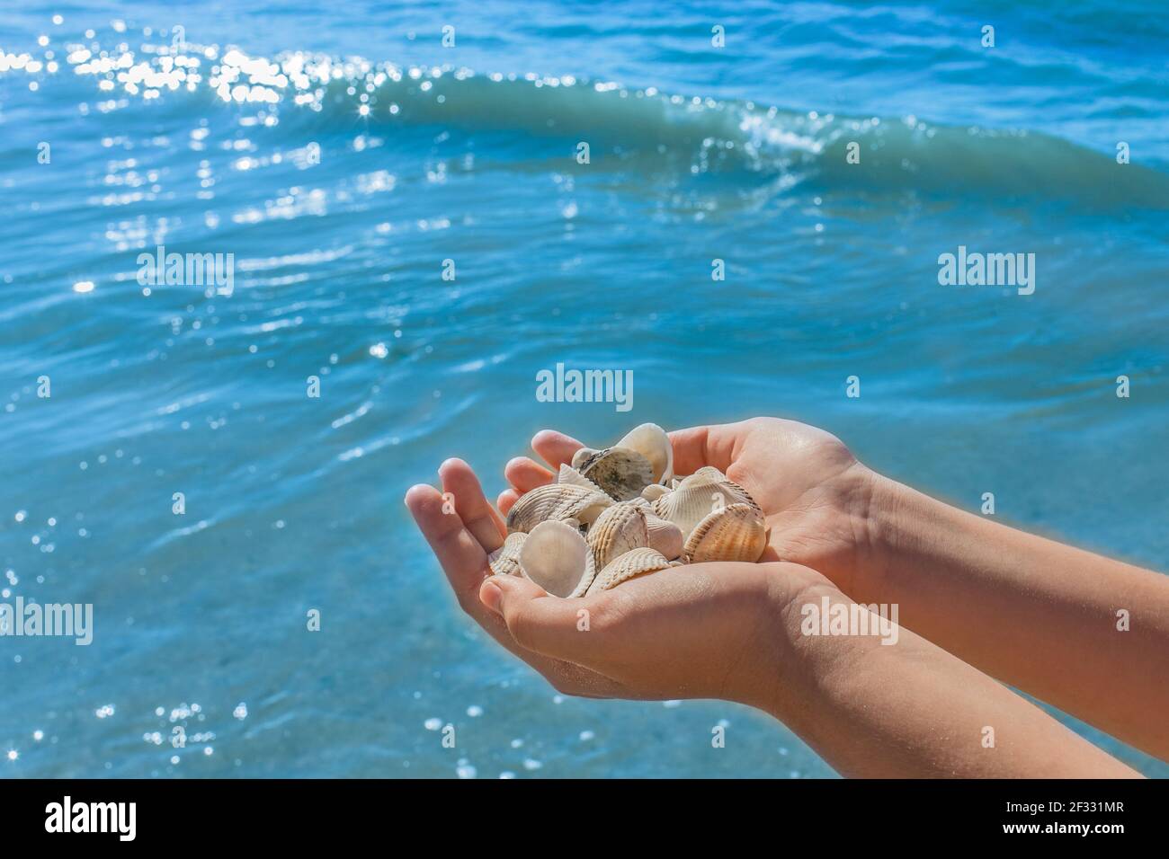 Hands holding shells beach hi-res stock photography and images - Alamy