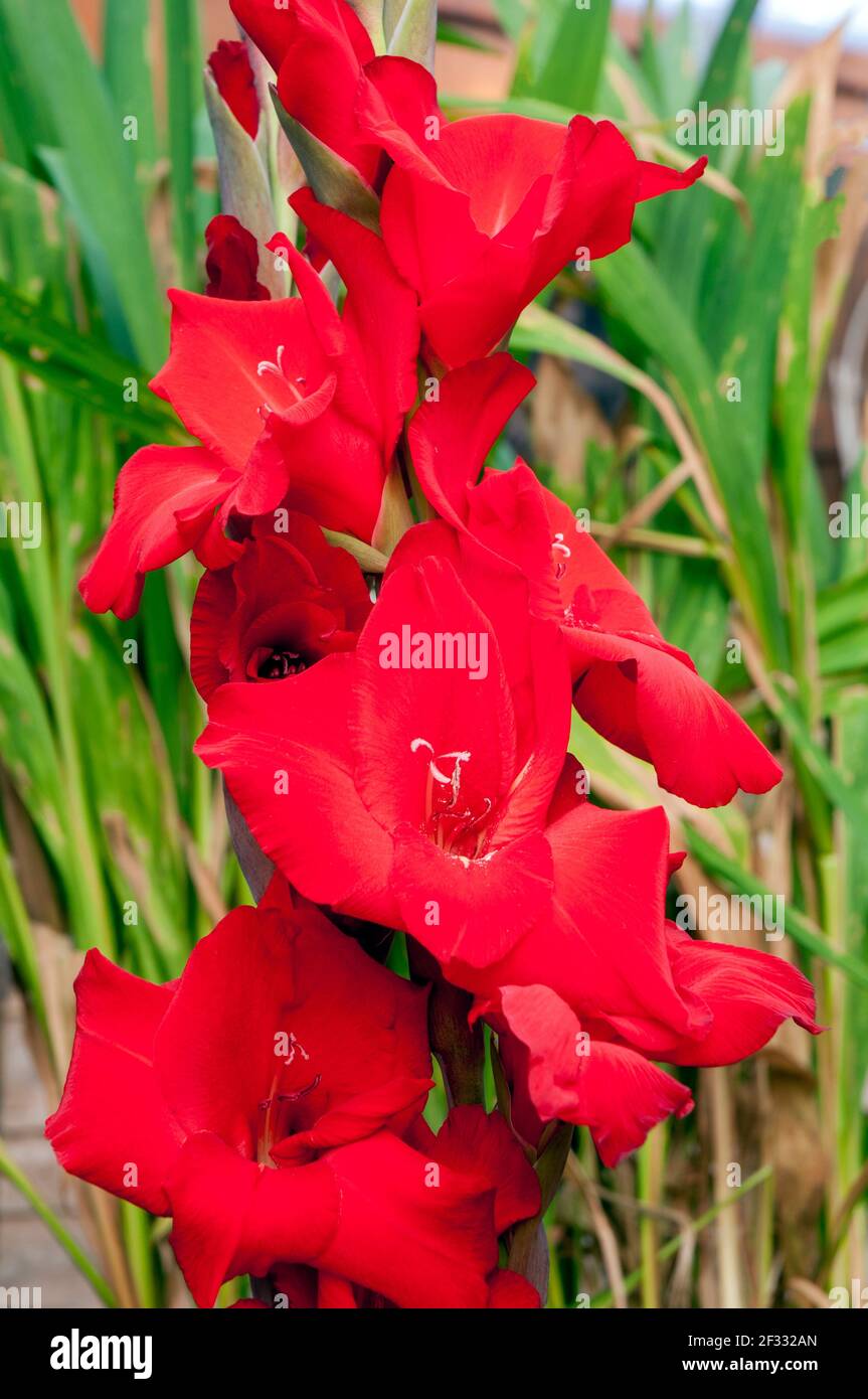 Large summer hi-res stock photography and images - Alamy