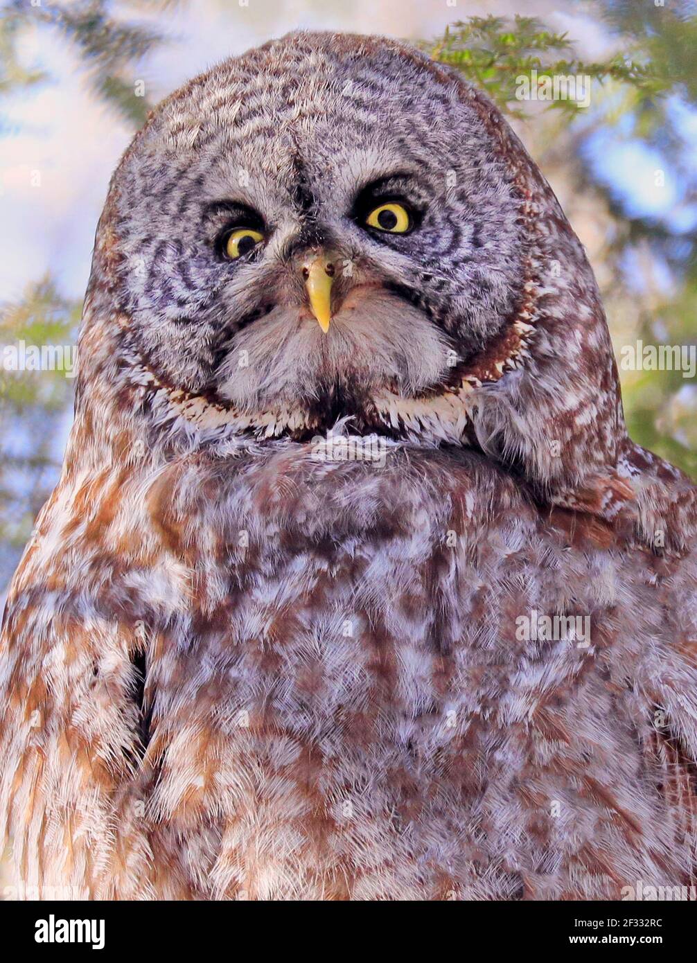 Portrait great bird hi-res stock photography and images - Alamy