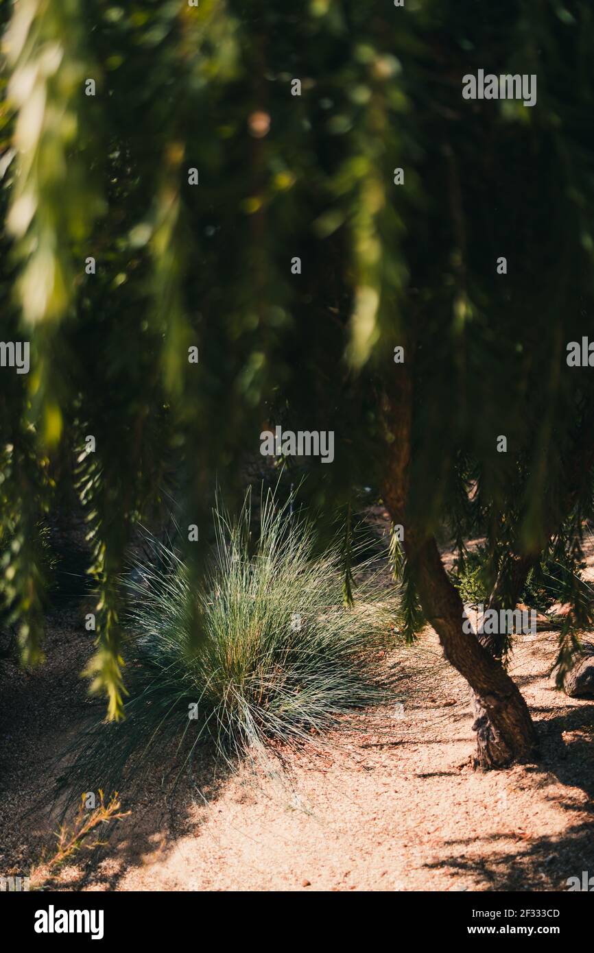 idyllic sunny backyard with lots of plants aand tree with haning chair ...