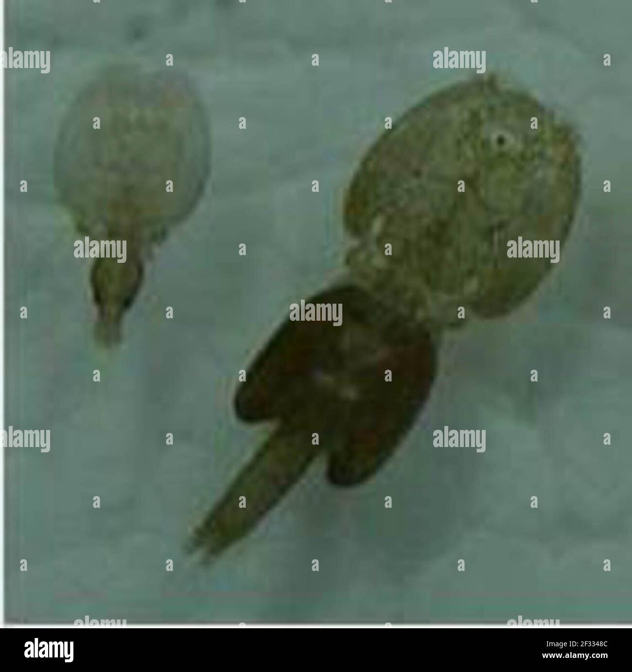 Sea louse hi-res stock photography and images - Alamy