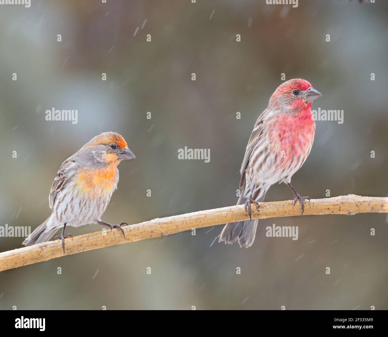 Two House Finches High Resolution Stock Photography and Images - Alamy