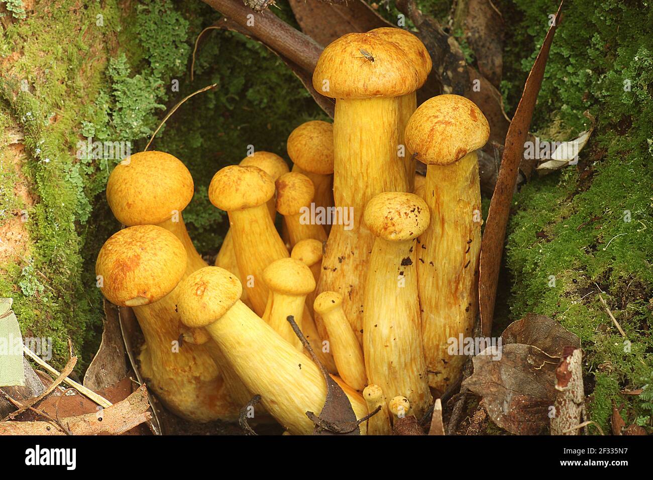 Rust mushroom hi-res stock photography and images - Alamy