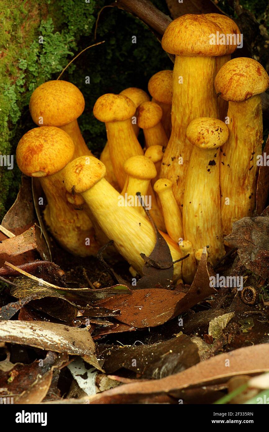 Rust mushroom hi-res stock photography and images - Alamy