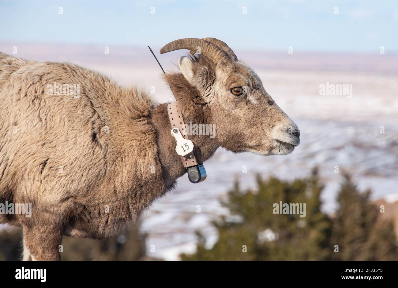 Bighorn sheep in Badlands National Park, South Dakota, U.S.A Stock ...