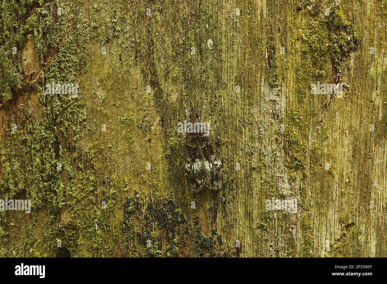 Moss eating hi-res stock photography and images - Alamy