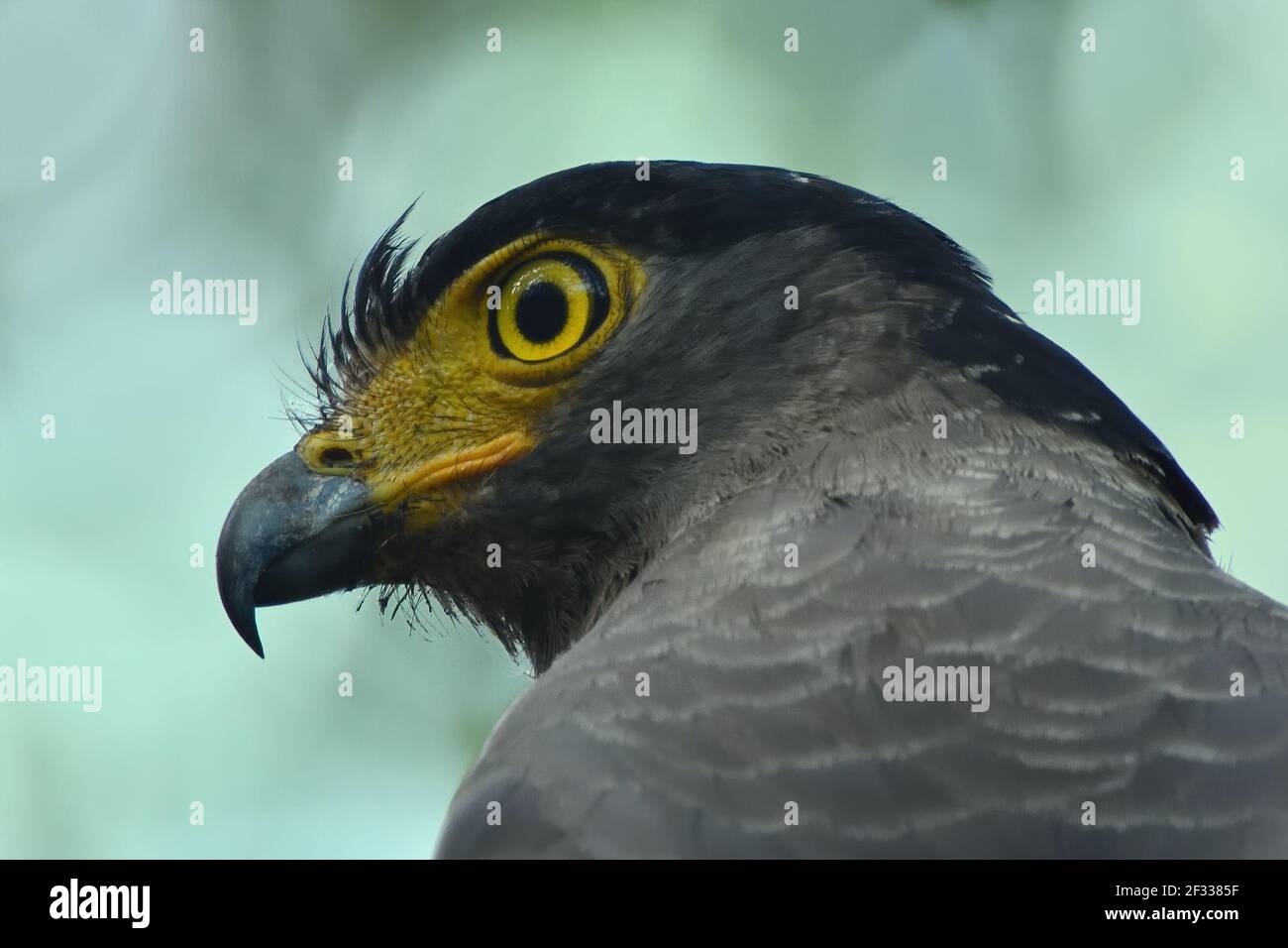 Crested Serpent Eagle Stock Photo - Alamy