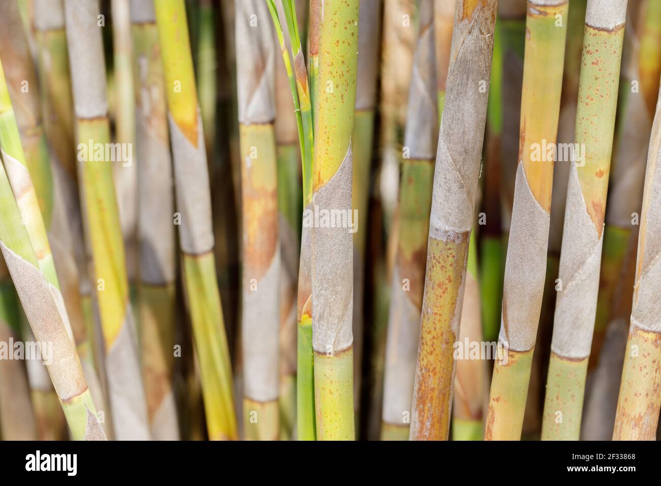 Cane shoots hi-res stock photography and images - Alamy