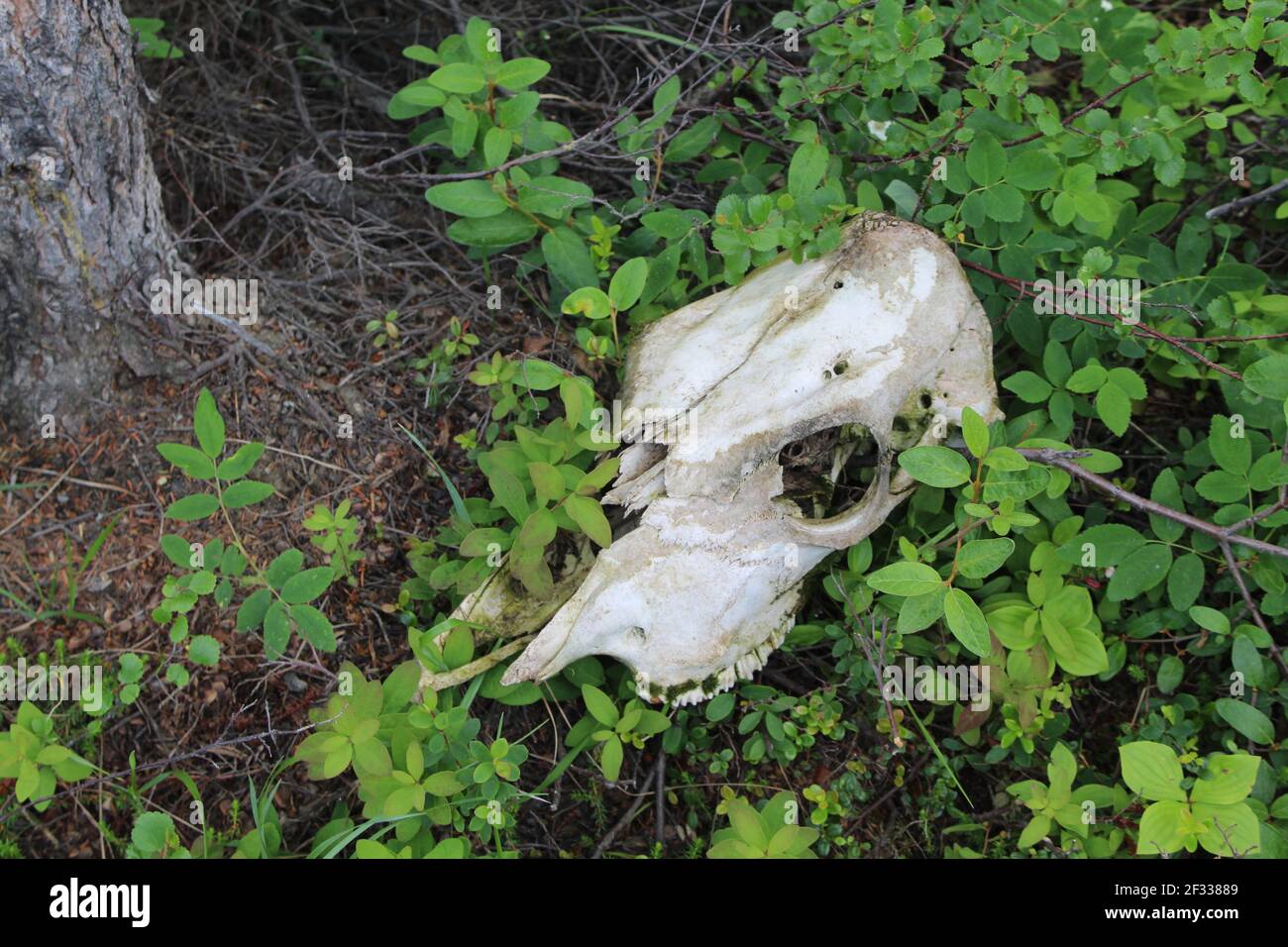 Moose bones hi-res stock photography and images - Alamy