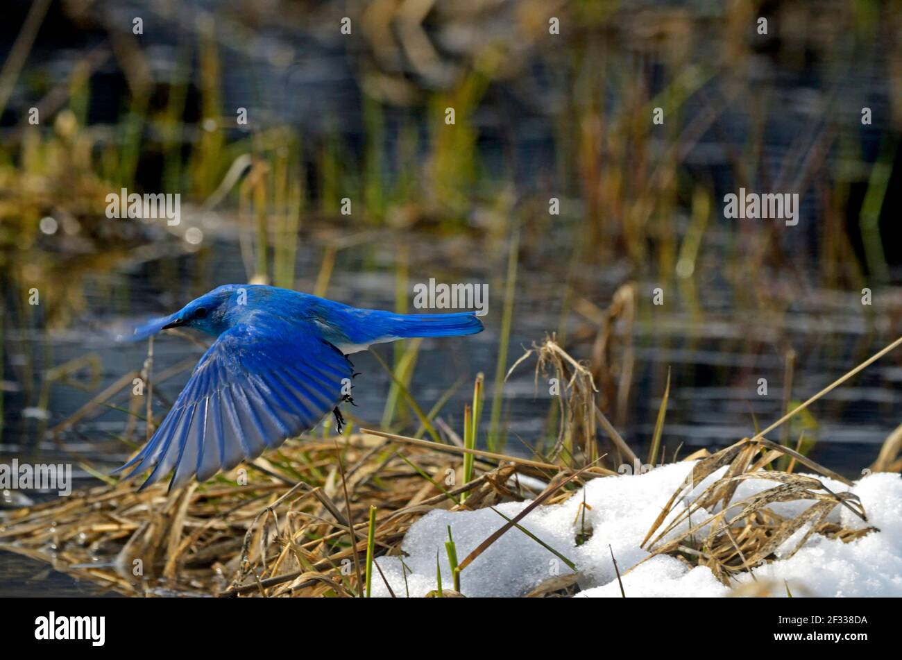 Mountain bluebird flying over a marsh in spring. Yaak Valley Montana ...