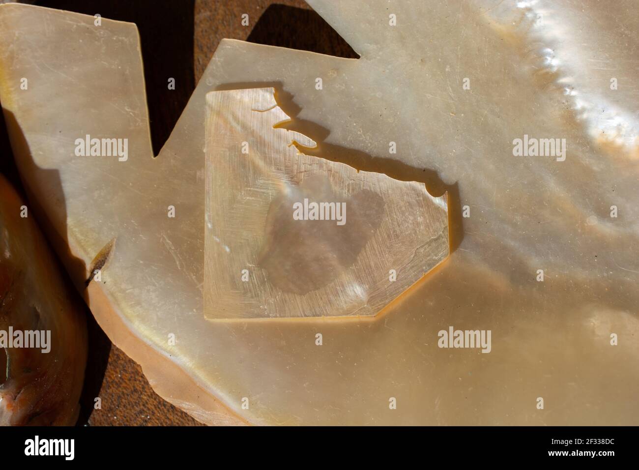 the pearl shell as a sea shell object in view Stock Photo - Alamy