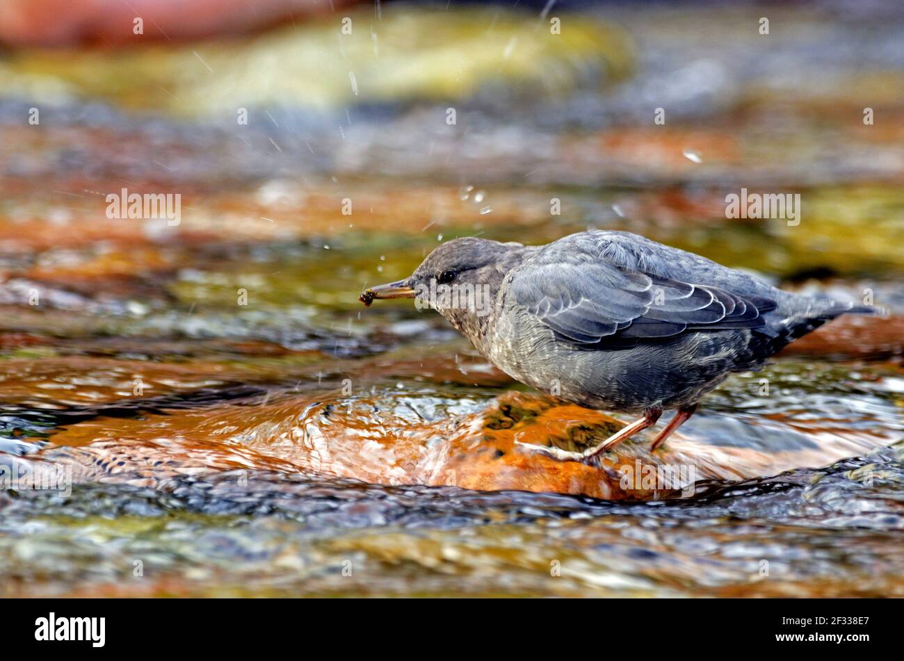 American dipper feeding in the Spotted Bear River. Bob Marshall ...