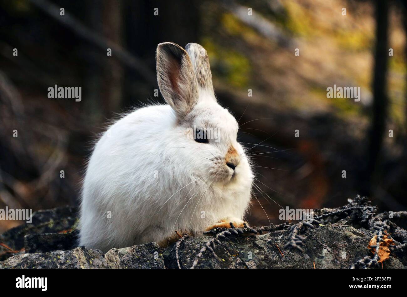 Snowshoe hare winter camouflage hi-res stock photography and images - Alamy
