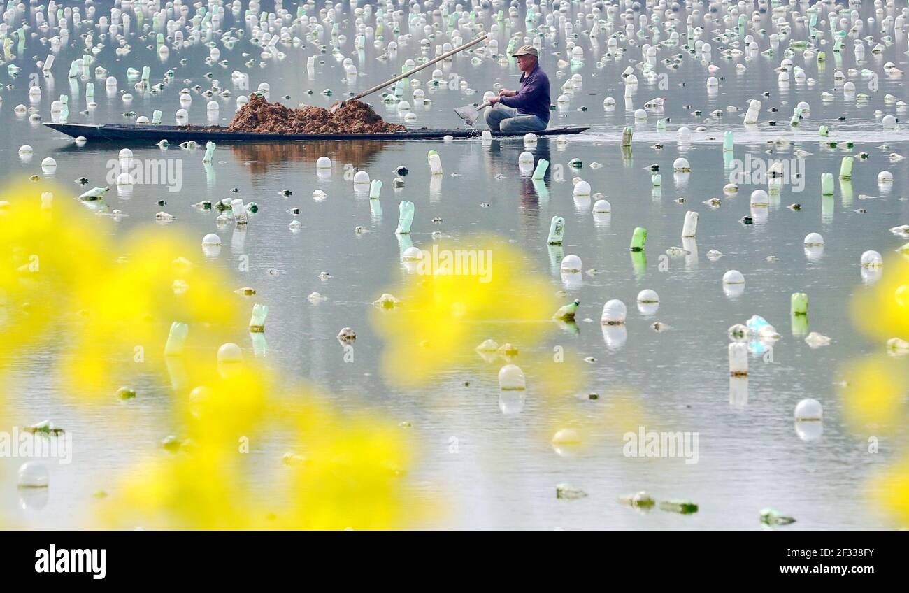 Pearl cultivation hi-res stock photography and images - Alamy