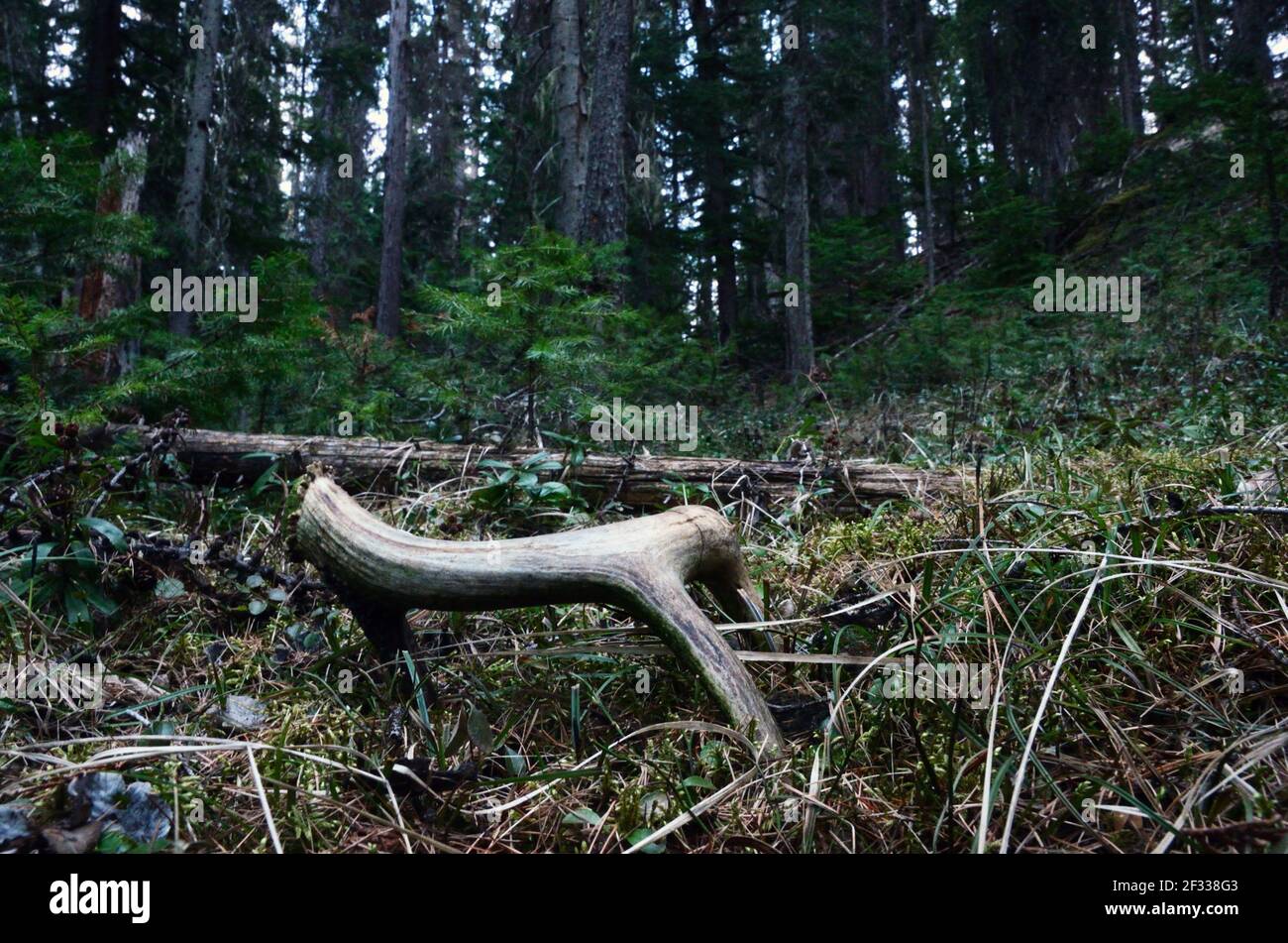 Deer antler shed hi-res stock photography and images - Alamy