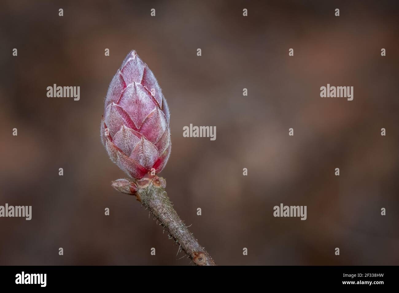 An emerging bud of an Flame Azalea variety Millie Mac. Raleigh, North ...