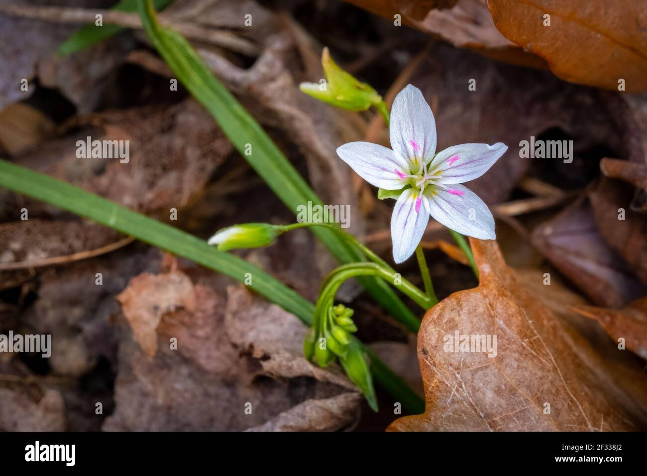 Virginia Spring Beauty (Claytonia virginica) in bloom in early spring ...