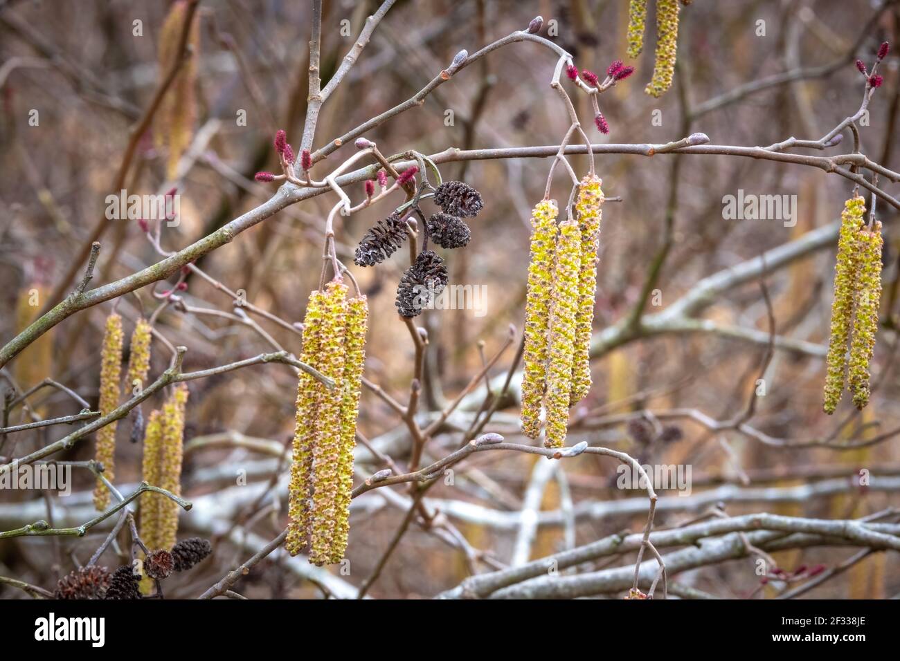 Female alder cones hi-res stock photography and images - Alamy