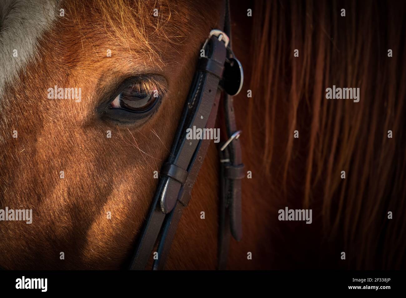 Focus on horses head hi-res stock photography and images - Alamy