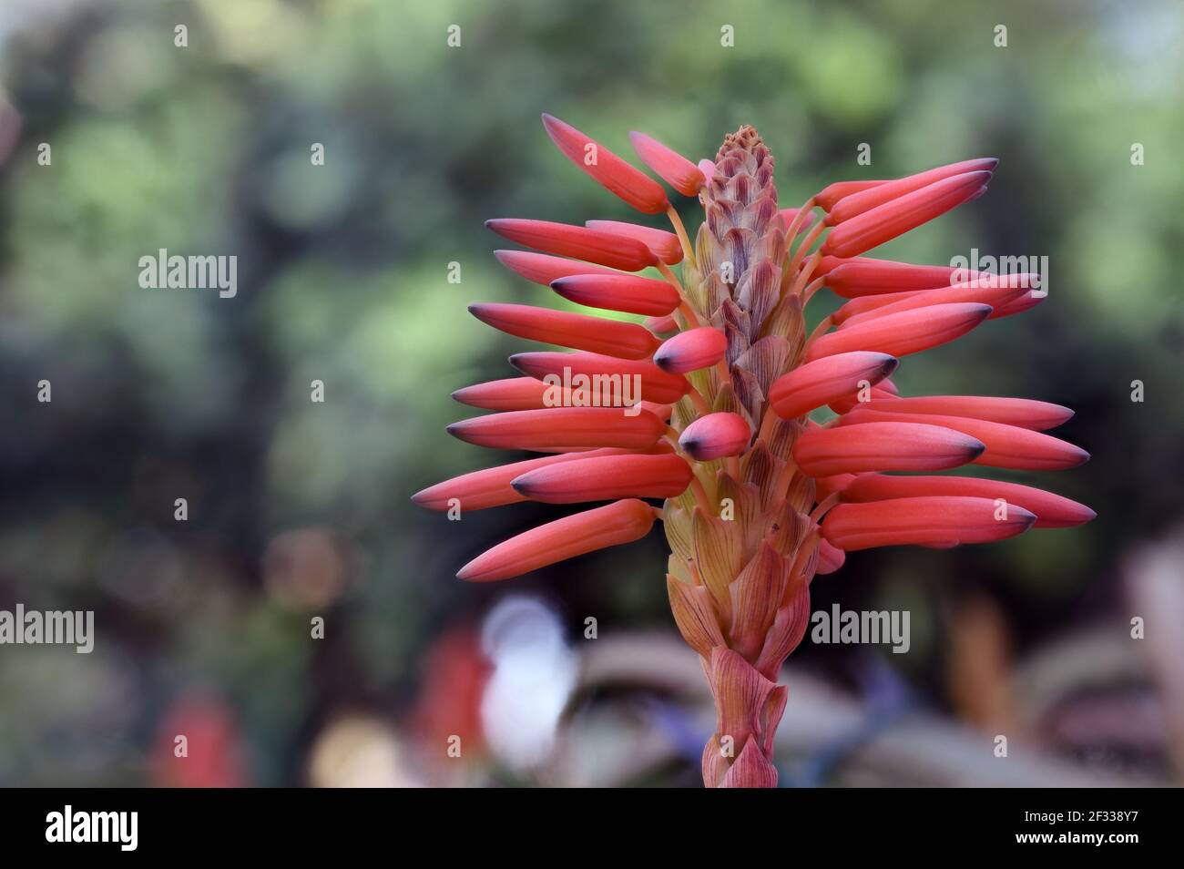 Torch Aloe Arborescens in full bloom, which is in the winter months ...