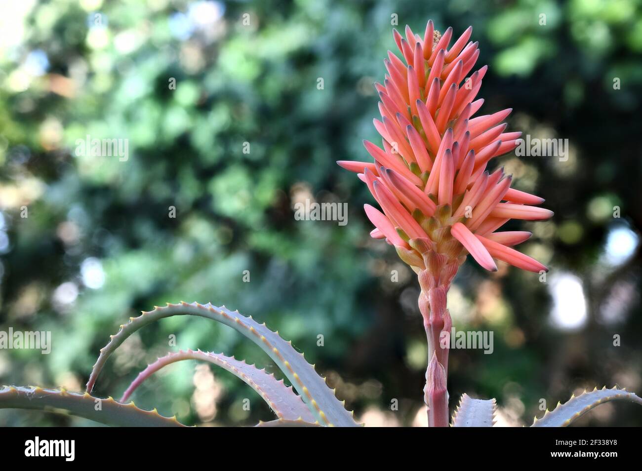 Torch Aloe Arborescens in full bloom, which is in the winter months ...