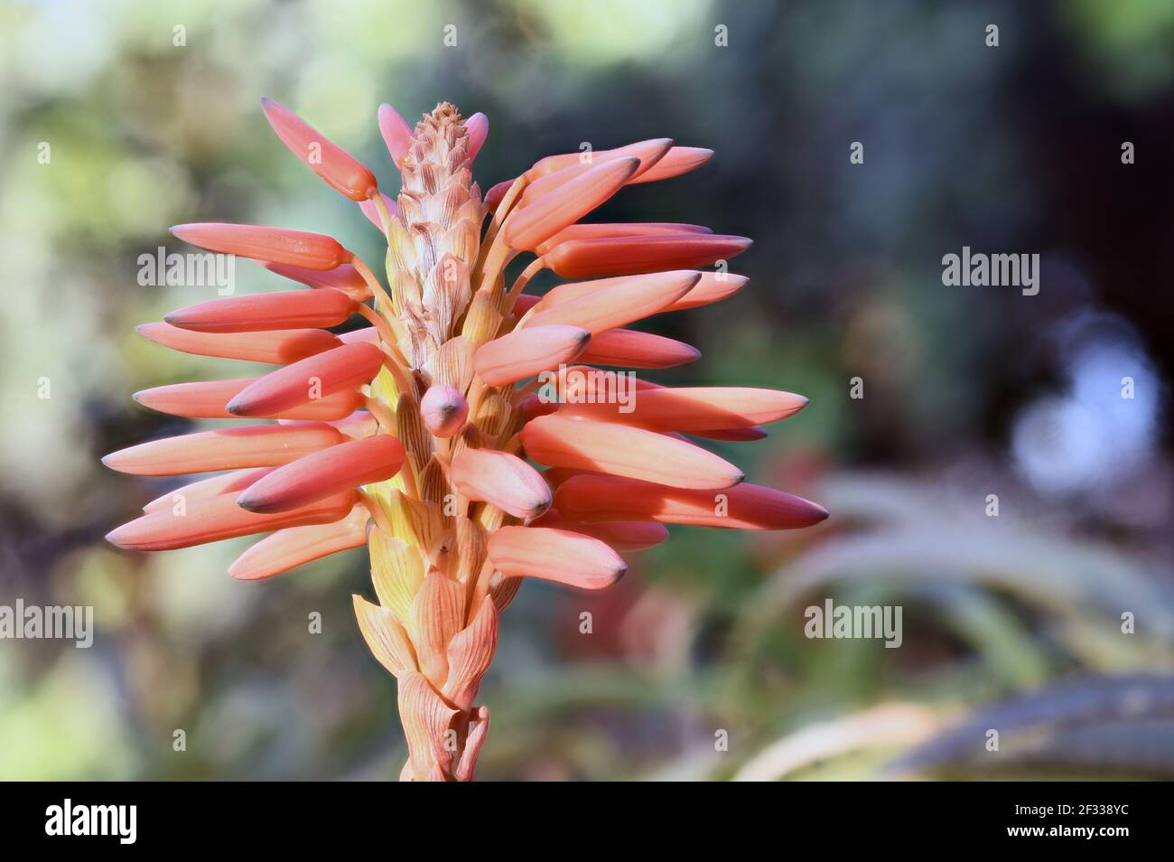 Torch Aloe Arborescens in full bloom, which is in the winter months ...