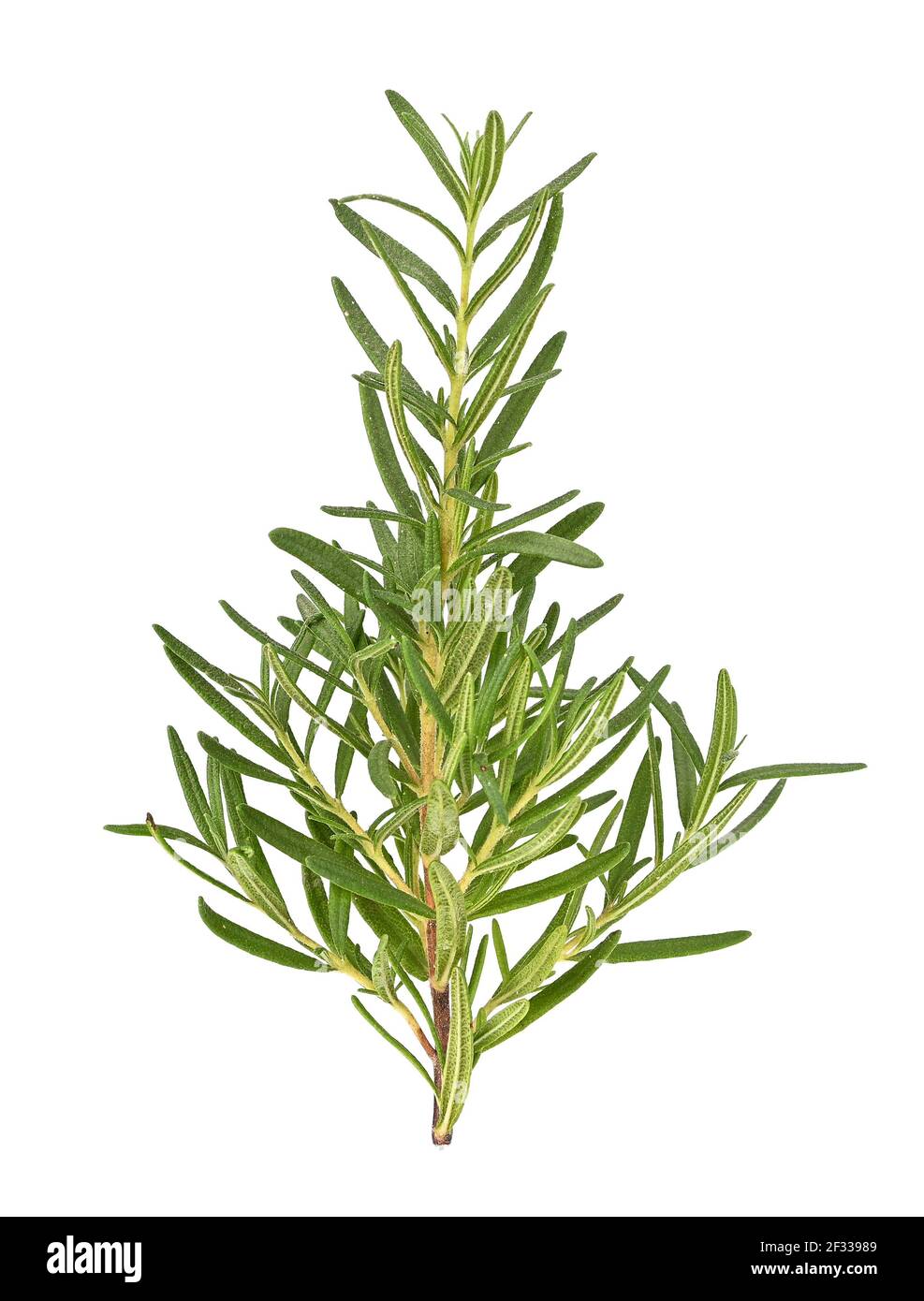 Top view of Rosemary isolated on white background Stock Photo - Alamy