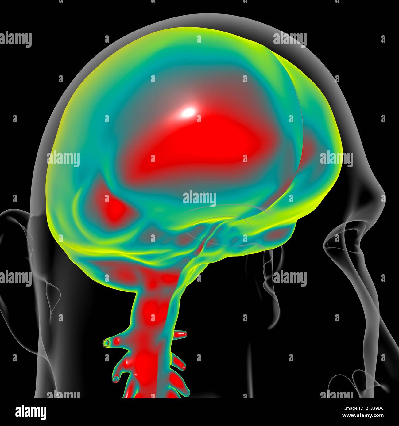 Dura mater Anatomy For Medical Concept 3D Illustration Stock Photo - Alamy