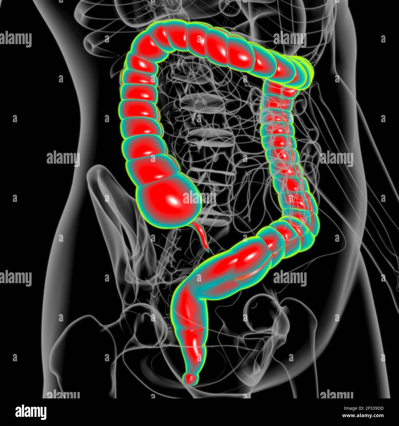 Large Intestine 3D Illustration Human Digestive System Anatomy For ...