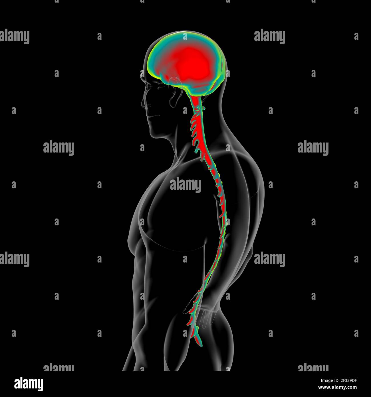 Dura mater Anatomy For Medical Concept 3D Illustration Stock Photo - Alamy