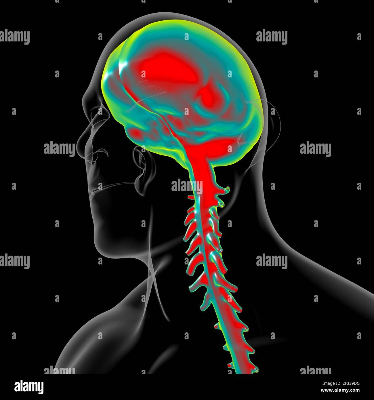 Dura mater of the brain hi-res stock photography and images - Alamy