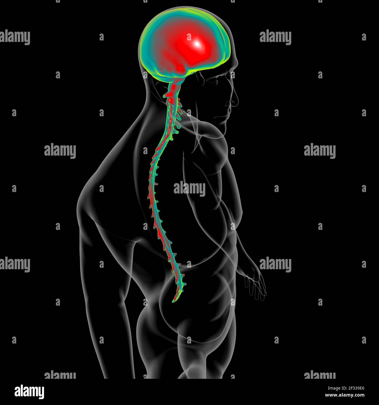 Dura mater Anatomy For Medical Concept 3D Illustration Stock Photo - Alamy