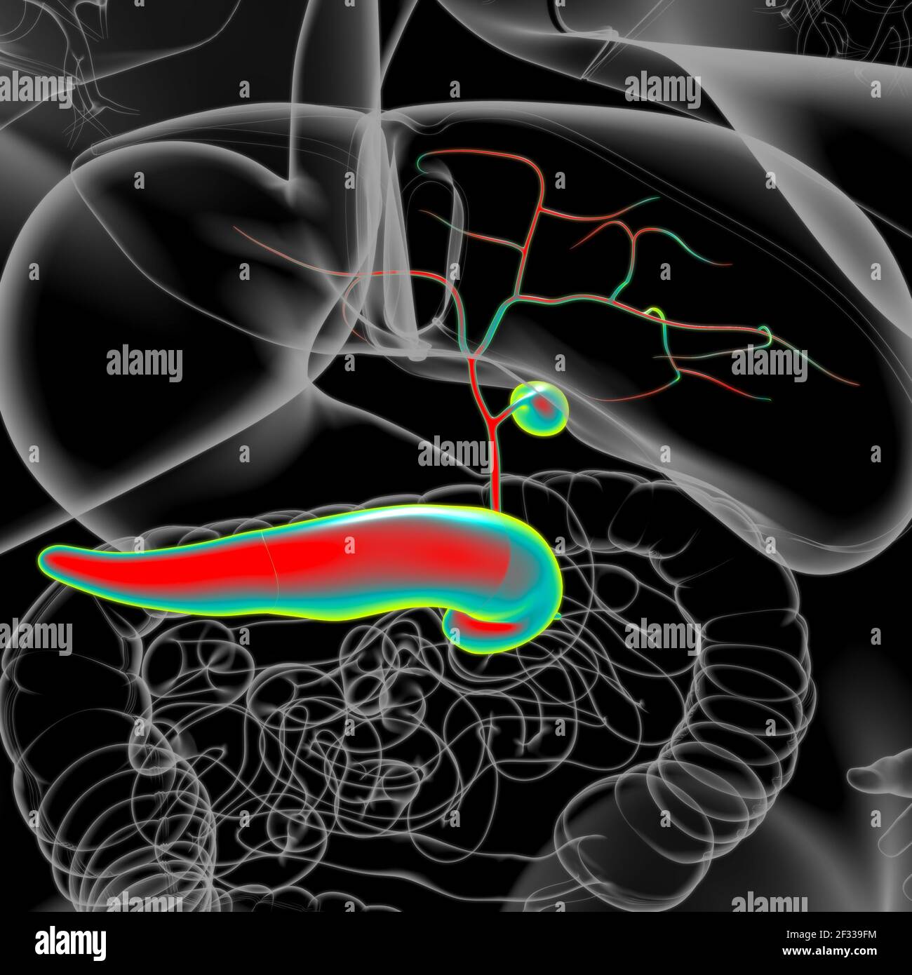 Gall Bladder Human Digestive System Anatomy For Medical Concept 3D ...
