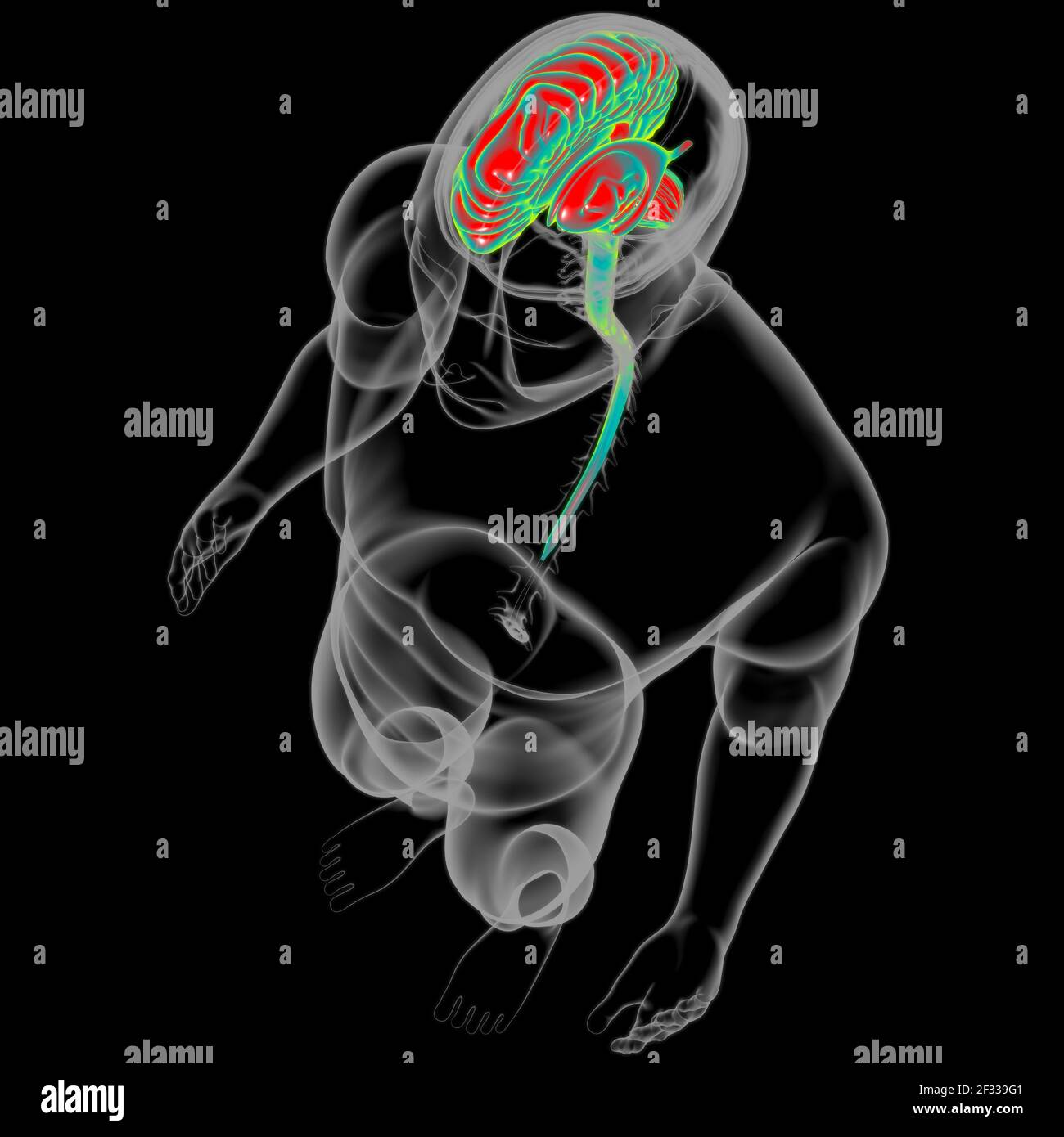 Human Brain Anatomy For Medical Concept 3D Illustration Stock Photo - Alamy