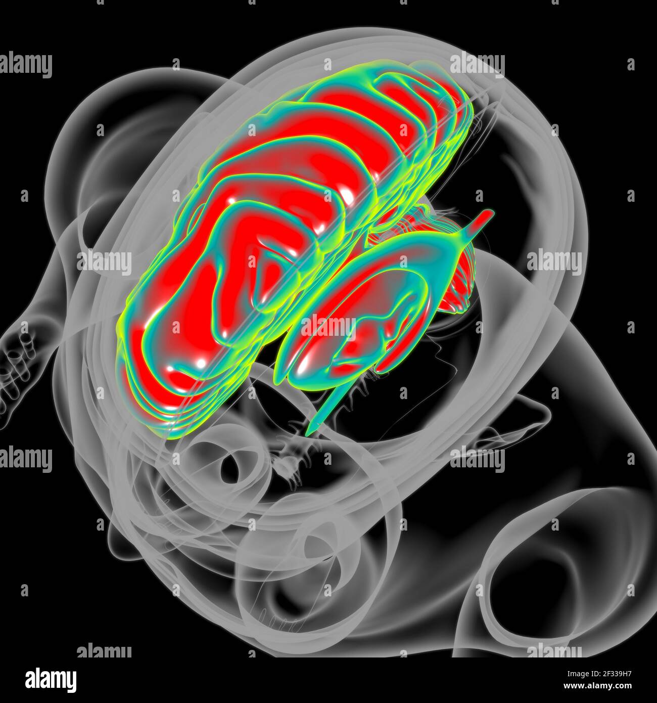 Human Brain Anatomy For Medical Concept 3D Illustration Stock Photo - Alamy